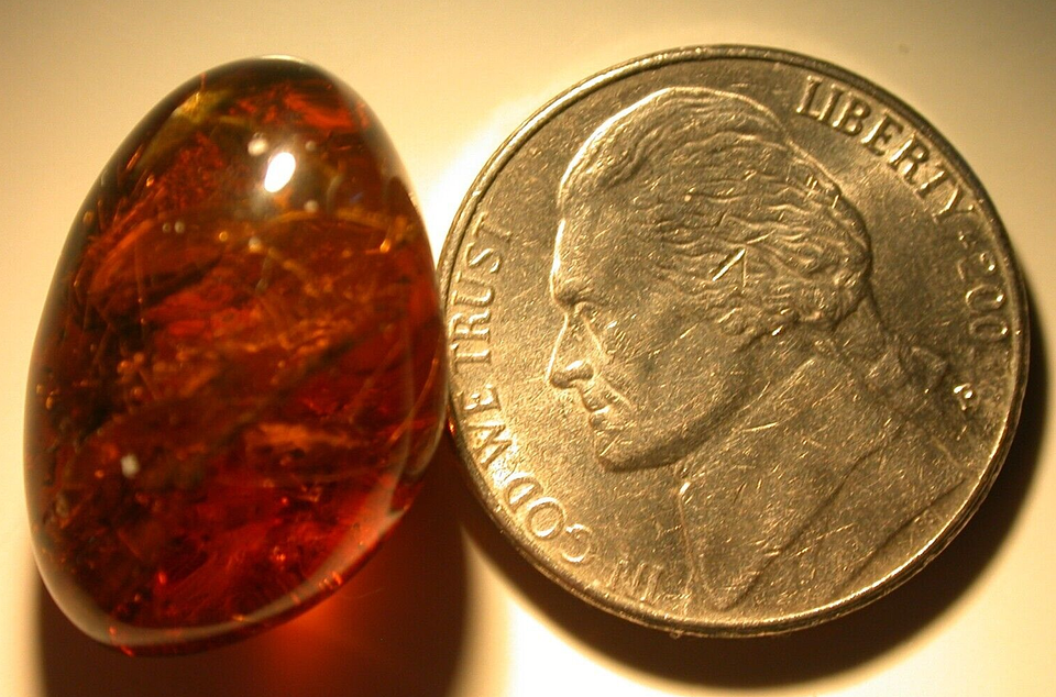 Large EXTINCT Hymenaea Flower Petal in Dominican Amber Fossil Gemstone ...
