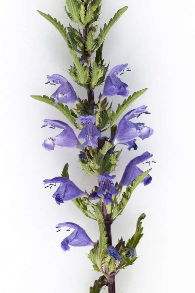50 Purple False Dragon DRAGONS HEAD OBEDIENT PLANT Dracocephalum Flower ...