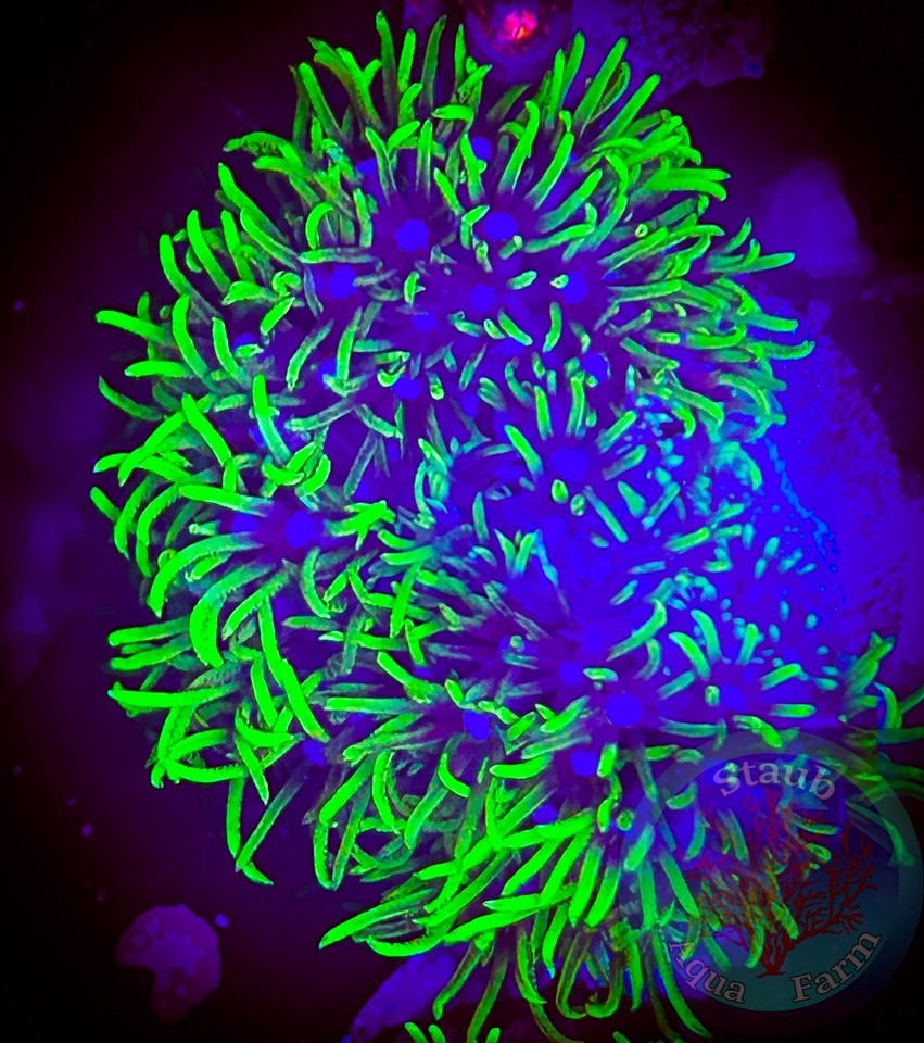 SAF~1 Inch Green Star Polyp Coral Frag “WYSIWYG” GSP, Soft Corals, reef ...