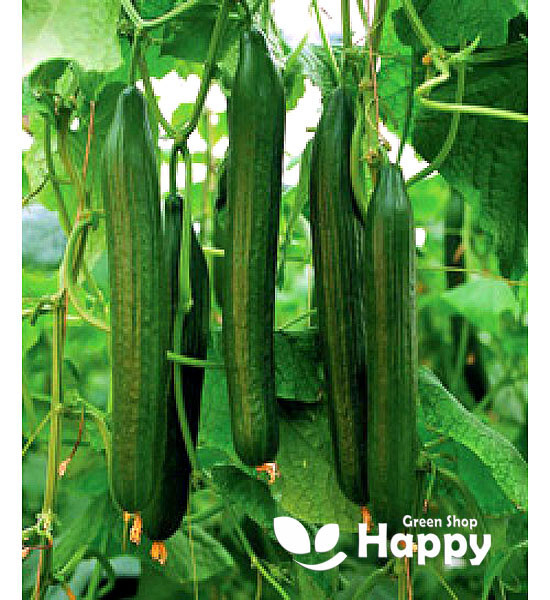 VEGETABLE CUCUMBER SEEDS - TELEGRAPH IMPROVED - 20 SEEDS - LONG UP TO ...