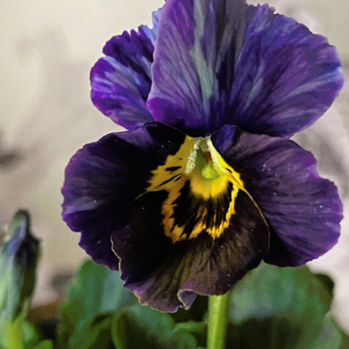 150+ Pansy Seeds (Viola) - Fragrant, Flower Seeds, Annual Seeds, Garden ...