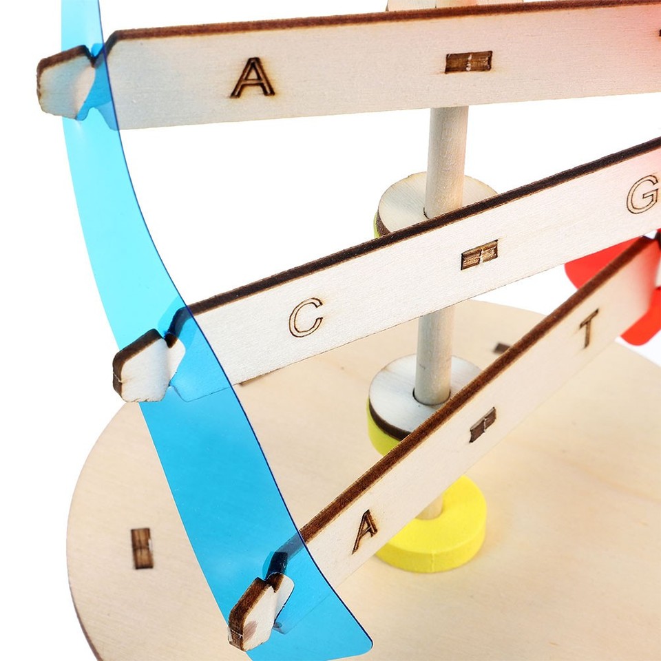 2 Biology Models Classroom Supplies Dna for Teaching Kit Students | eBay UK