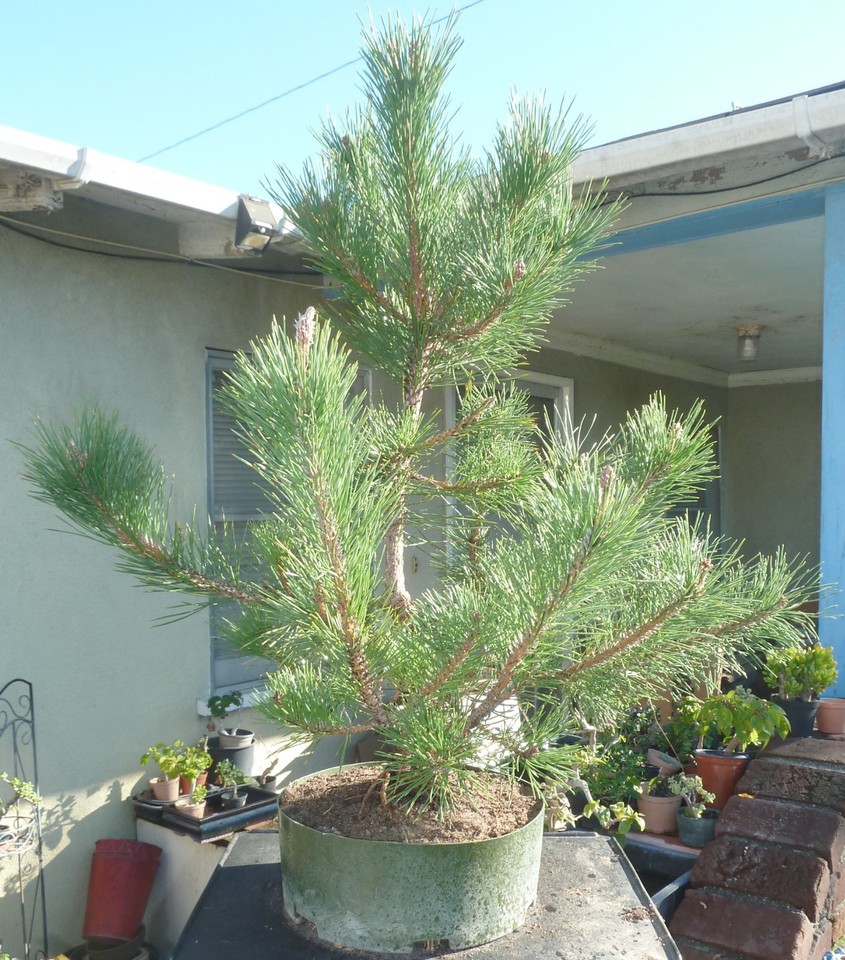 Japanese Black Pine Pre Bonsai Dwarf Kifu Fat Trunk Nice Nebari Pinus ...