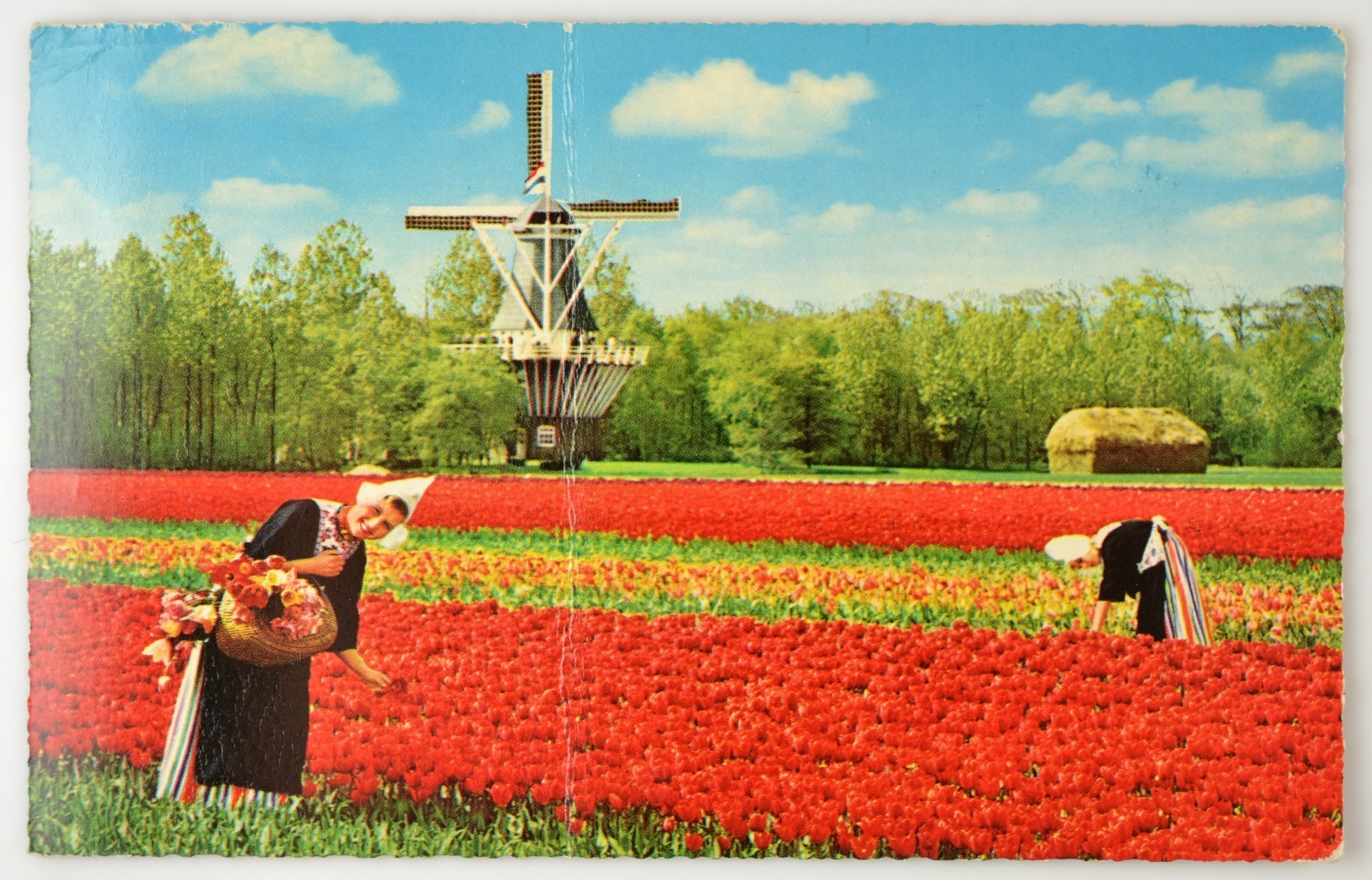 1950's Holland Tulip Farm~Vintage Advertising Postcard~Haystack~Dutch ...