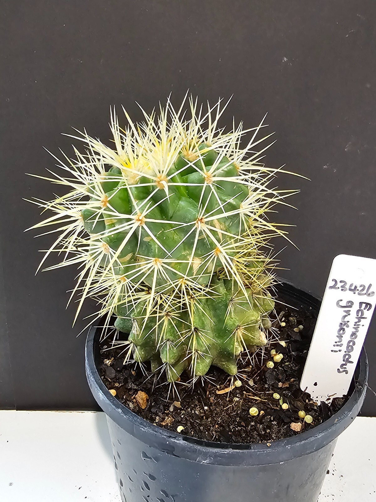 Echinocactus grusonii - Golden Barrel, Golden Ball Cactus clump 14cm H ...