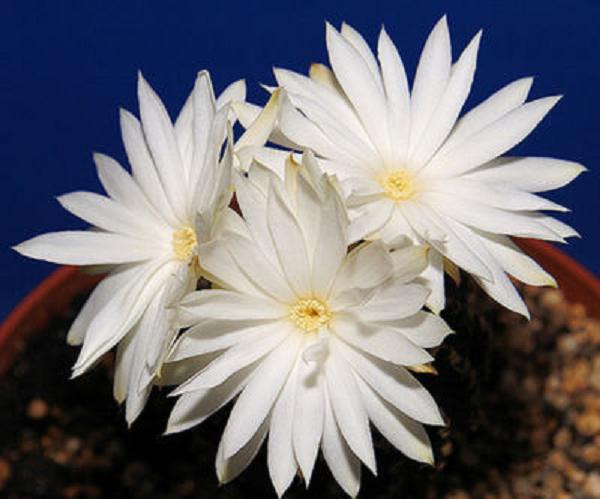 Discocactus variety MIX cactus cacti rare seed 20 SEEDS | eBay