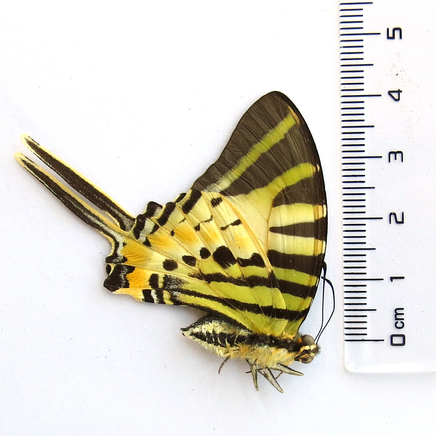 FEMALE unmounted butterfly papilionidae Pathysa antiphates CHINA #2 | eBay