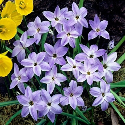 15x Ipheion Wisley Blue Spring Star Flowers New Garden Bulbs Perennials ...