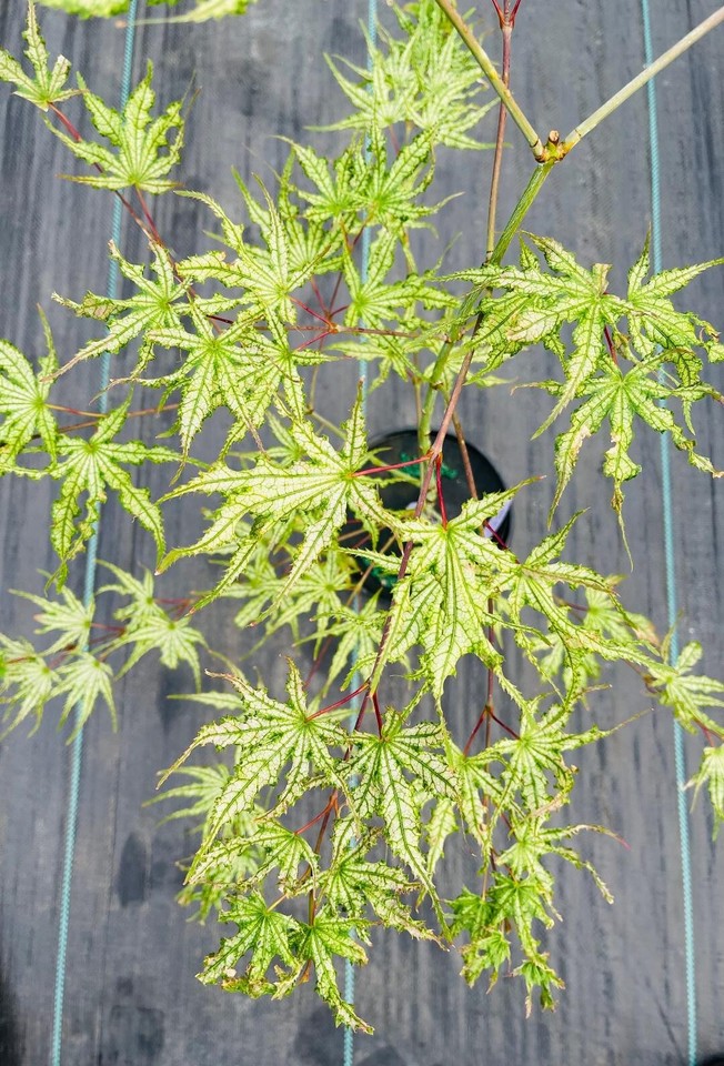 Acer palmatum 'First Ghost' (First Ghost Japanese Maple) | eBay