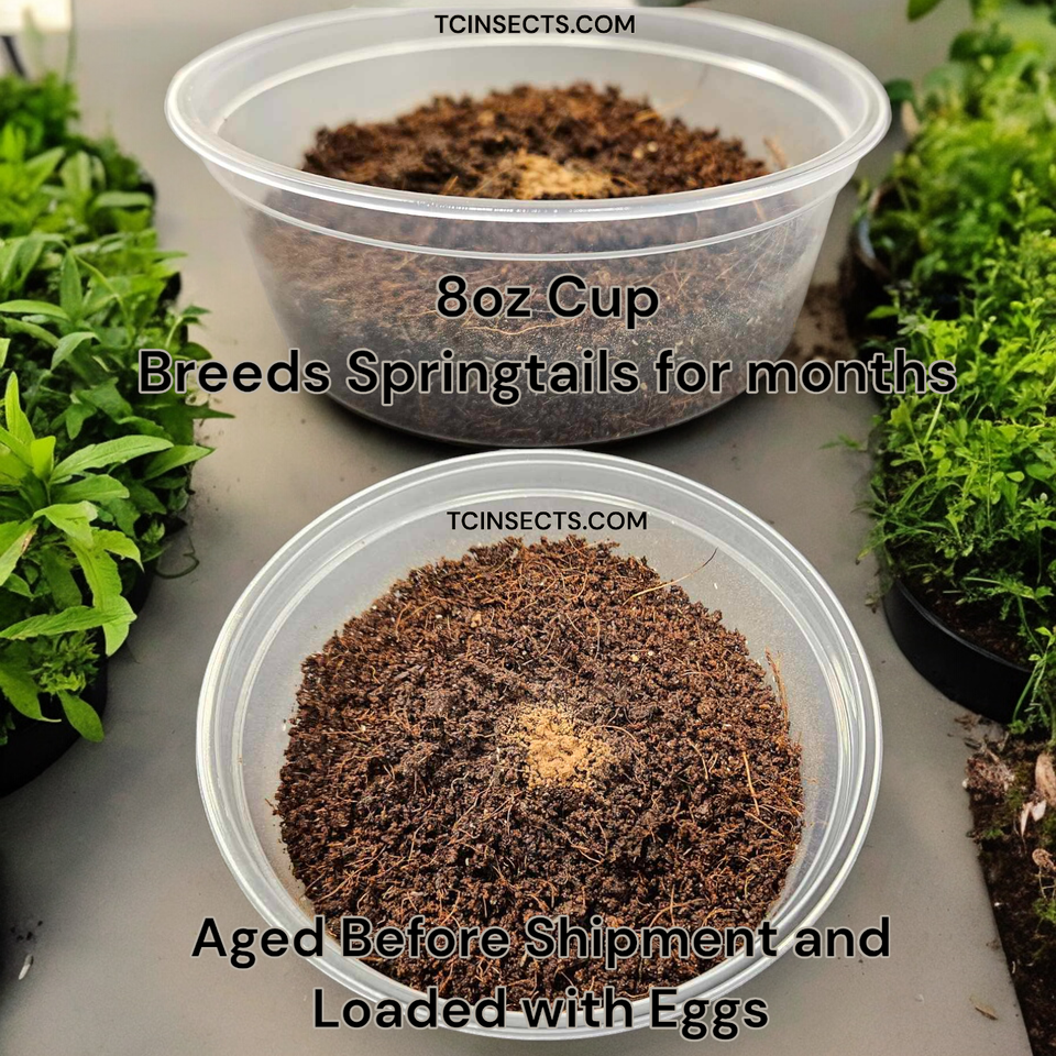 Springtails | Coco Temperate 8oz | Live Arrival & FREE SHIPPING ...