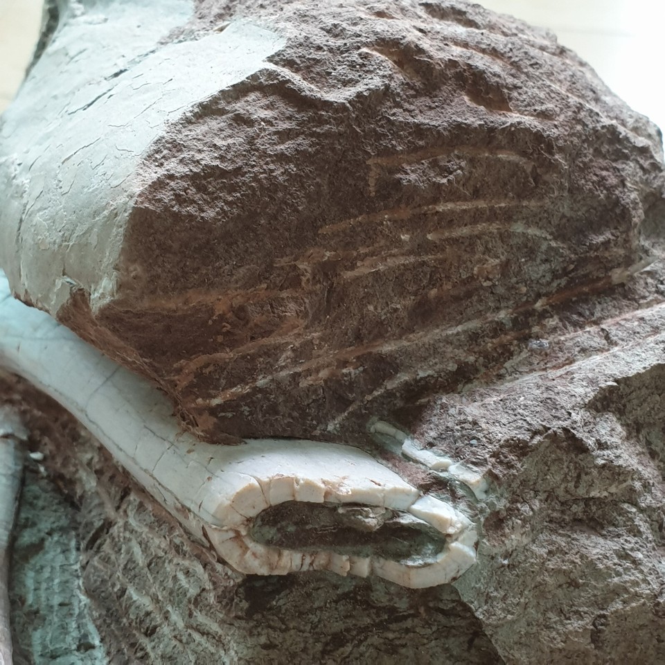 Rare Parent Oviraptor Dinosaur Leg Bone With Egg Fossil Cretaceous Era ...