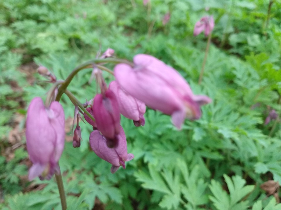 5 Bleeding Hearts Pink Pacific LIVE PLANTS Bare Root Dicentra Wild ...
