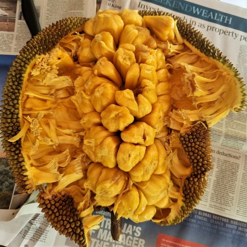 CHEENA JACKFRUIT/CHEMPEDAK HYBRID SEEDLING | eBay