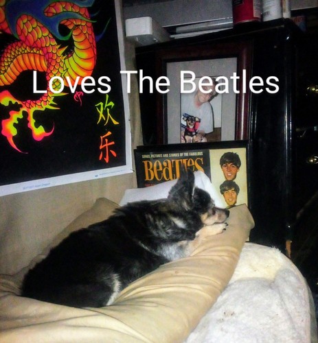 Beatles Lot Vinyl LP Records collectible 60s-70s Era RocknRoll albums ...