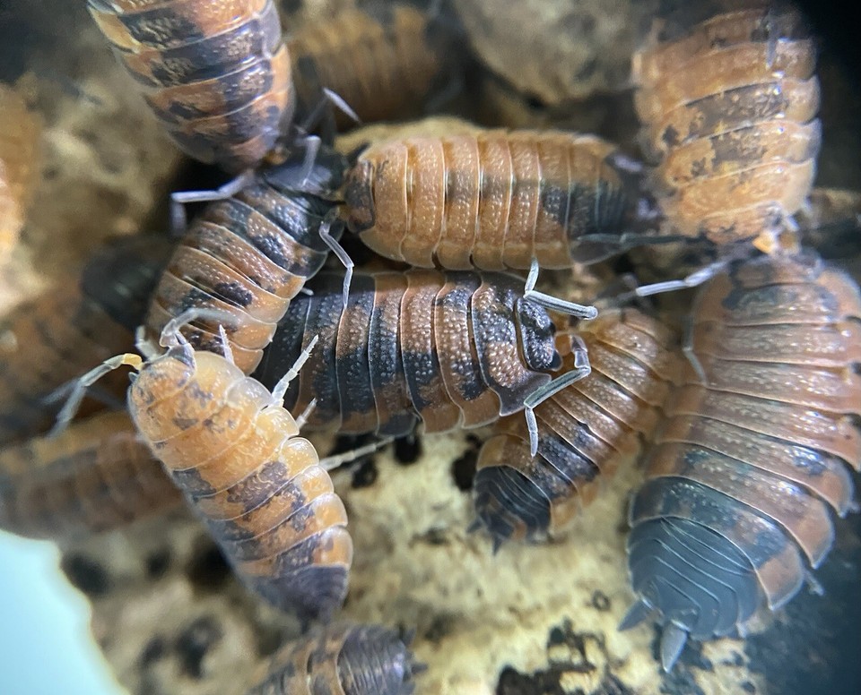 Lava isopods p.scaber 10ct | eBay