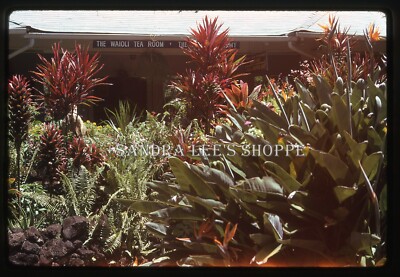 1973 Kodak Original Slide The Waioli Tea Room Manoa Valley Honolulu ...