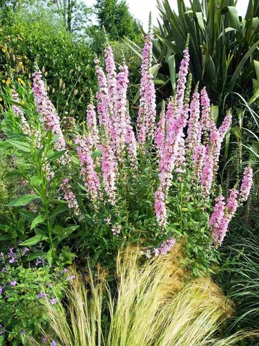 Lythrum salicaria ‘Blush’ .. Large 1 litre hardy perennial | eBay UK
