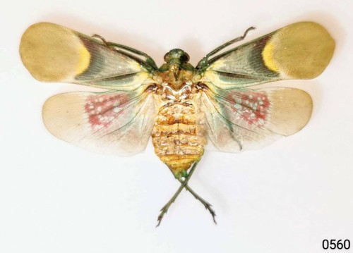 Homoptera Fulgoridae Scamandra tamborana WS:4-5cm A1 LOMBOK - FEMALE ...