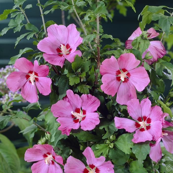 Hibiscus 'Hamabo' / Rose of Sharon, Tree Hollyhock grown peat free 3ft ...