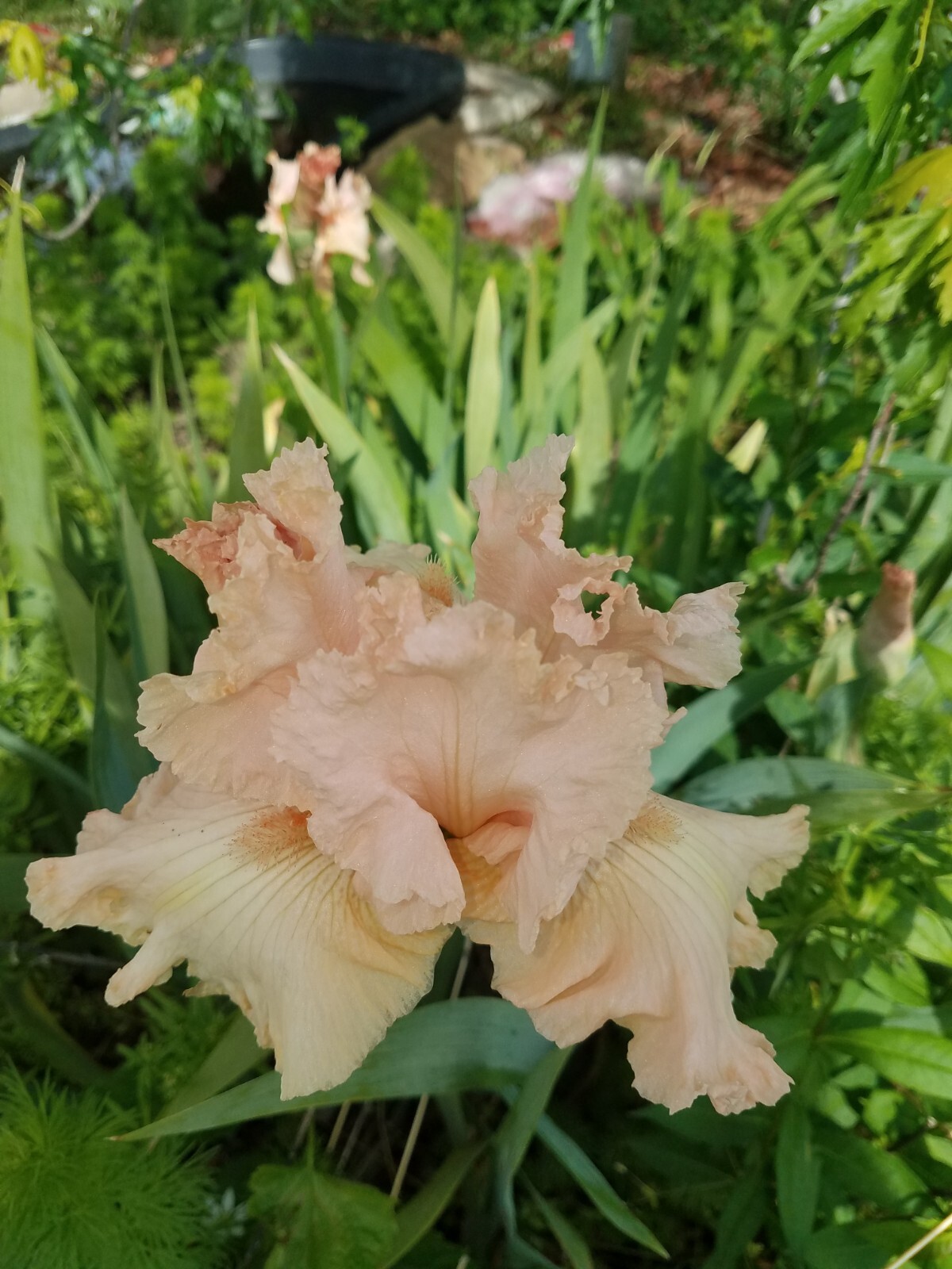 Peach Tall German iris | eBay