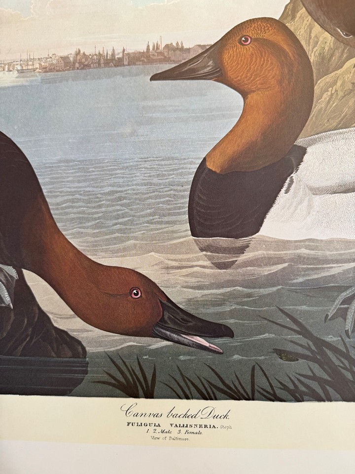 One of Audubon's Birds of America The Canvasback Duck 20"x31" Litho ...