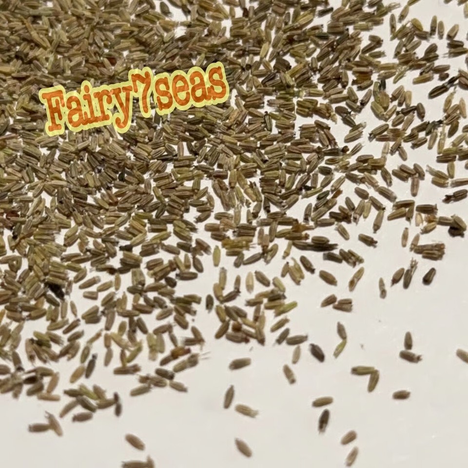 Helenium Seeds -Helenium Autumnale - Sneezeweed Autumnale Mix | eBay