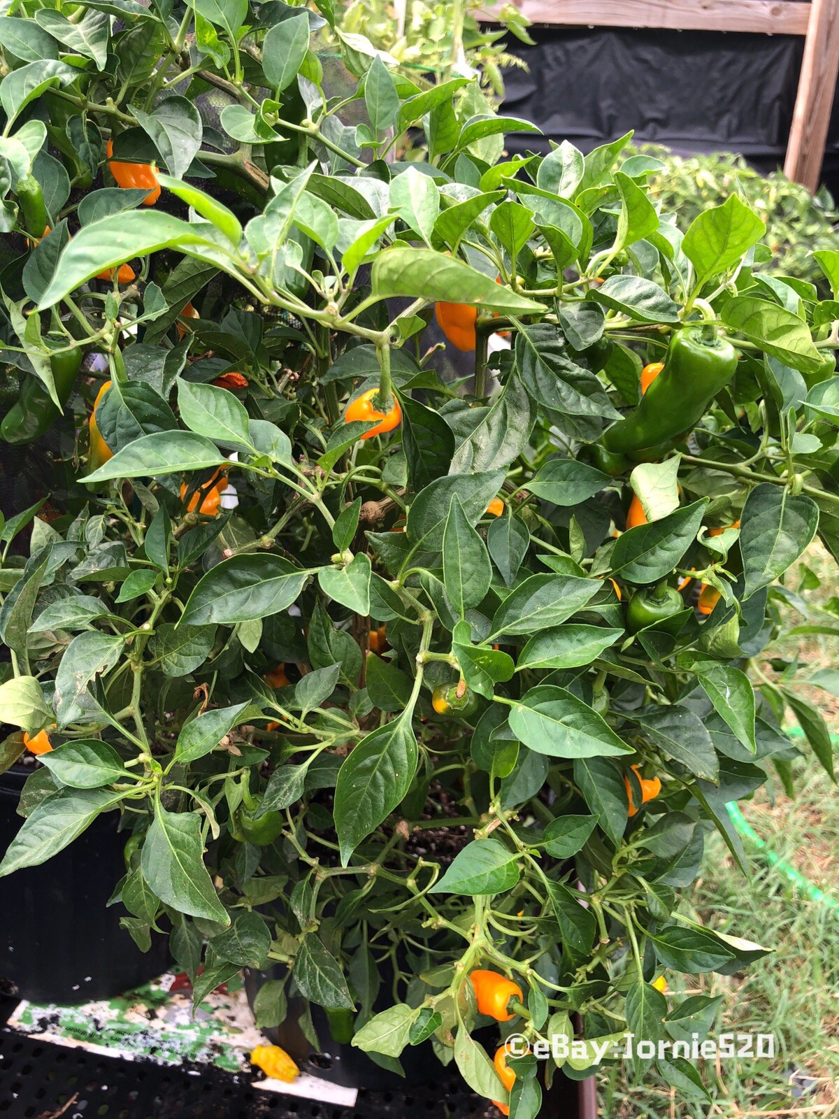 RARE NEW! Orange Firecracker Hot Chili Pepper 15 Seeds Excellent ...