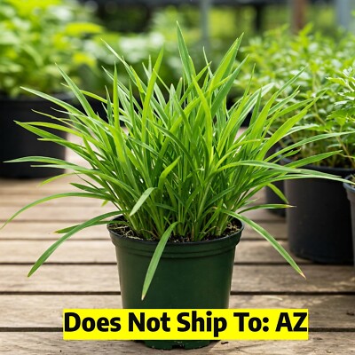 Monkey Grass Plants Live Liriope Muscari Aztec Variegated 7-12" H 1 ...