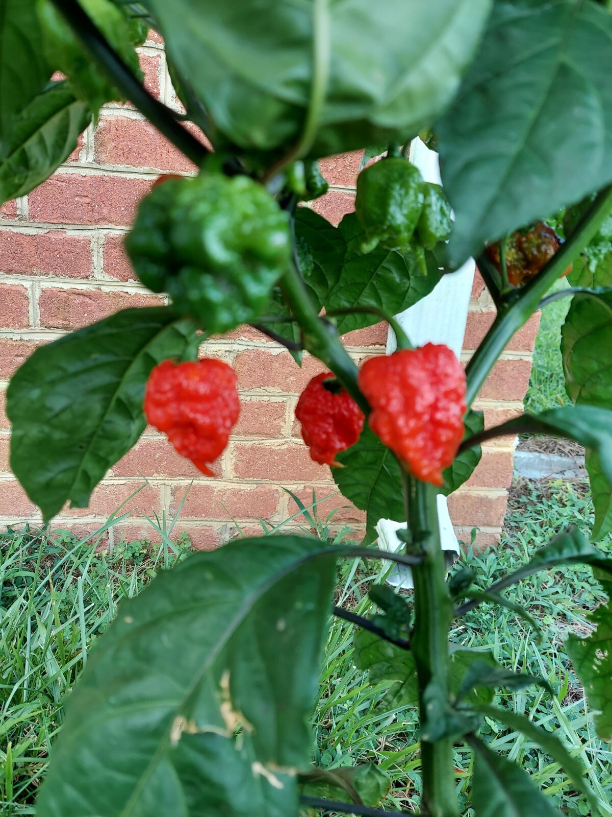 7 Pot Primo Super Hot Pepper (10+) Seeds | eBay