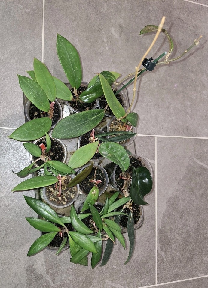 Hoya bundle of 12 - well rooted/established bundle (tray A ...