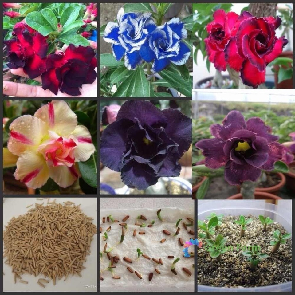 100 Seeds Adenium Mixed Types Desert Rose Flowering Bonsai Plants Home ...