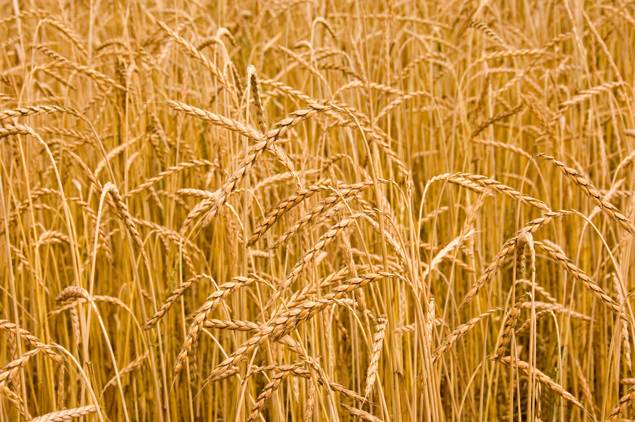 Heritage Red Fife Wheat berries(grain) 5lb, grown on organic farm | eBay