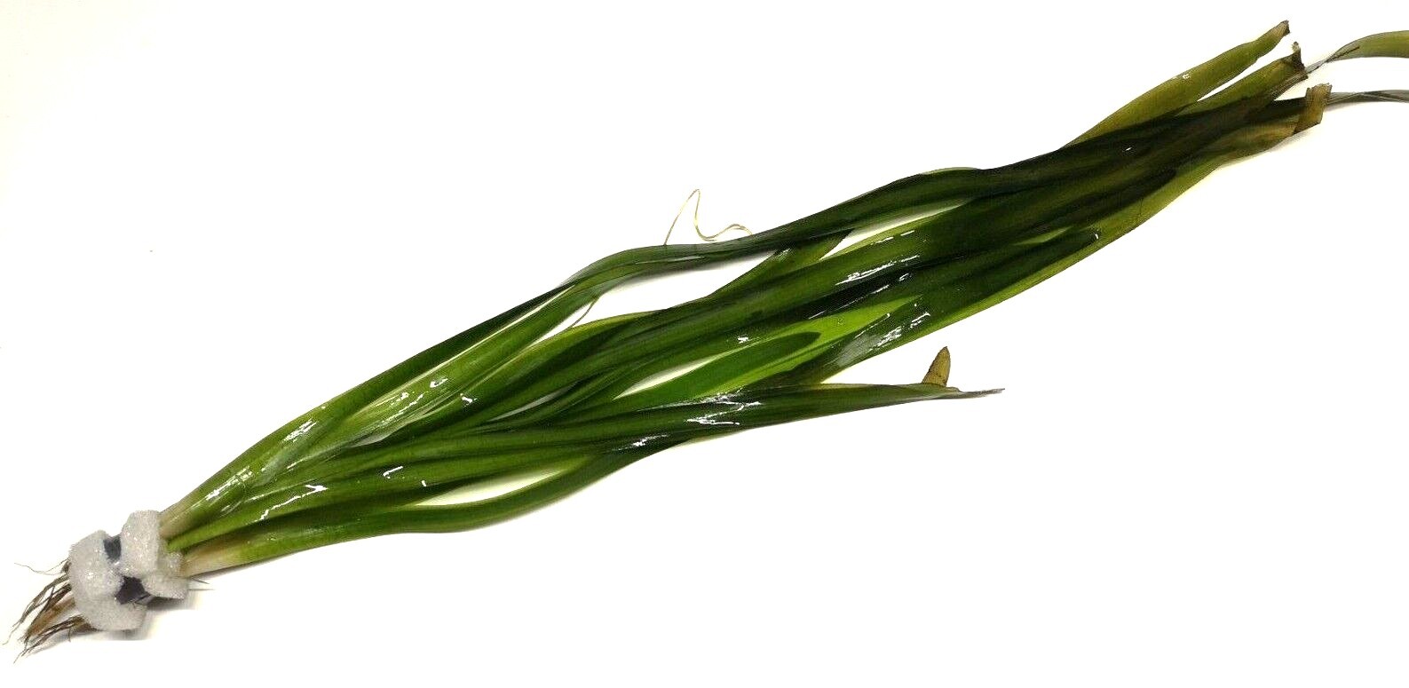 Vallisneria Gigantea Rubra "Giant Val" Vallis Bunch Live Aquarium ...