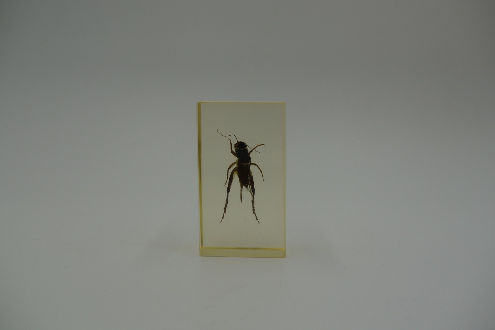DEAGOSTINI COLLECTION REAL BUGS Migratory Bird Locust INSECT IN RESIN ...