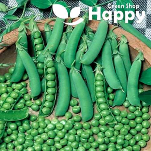 VEGETABLE SEEDS EARLY PEA - ONWARD - 100 SEEDS - MAIN CROP - Pisum ...