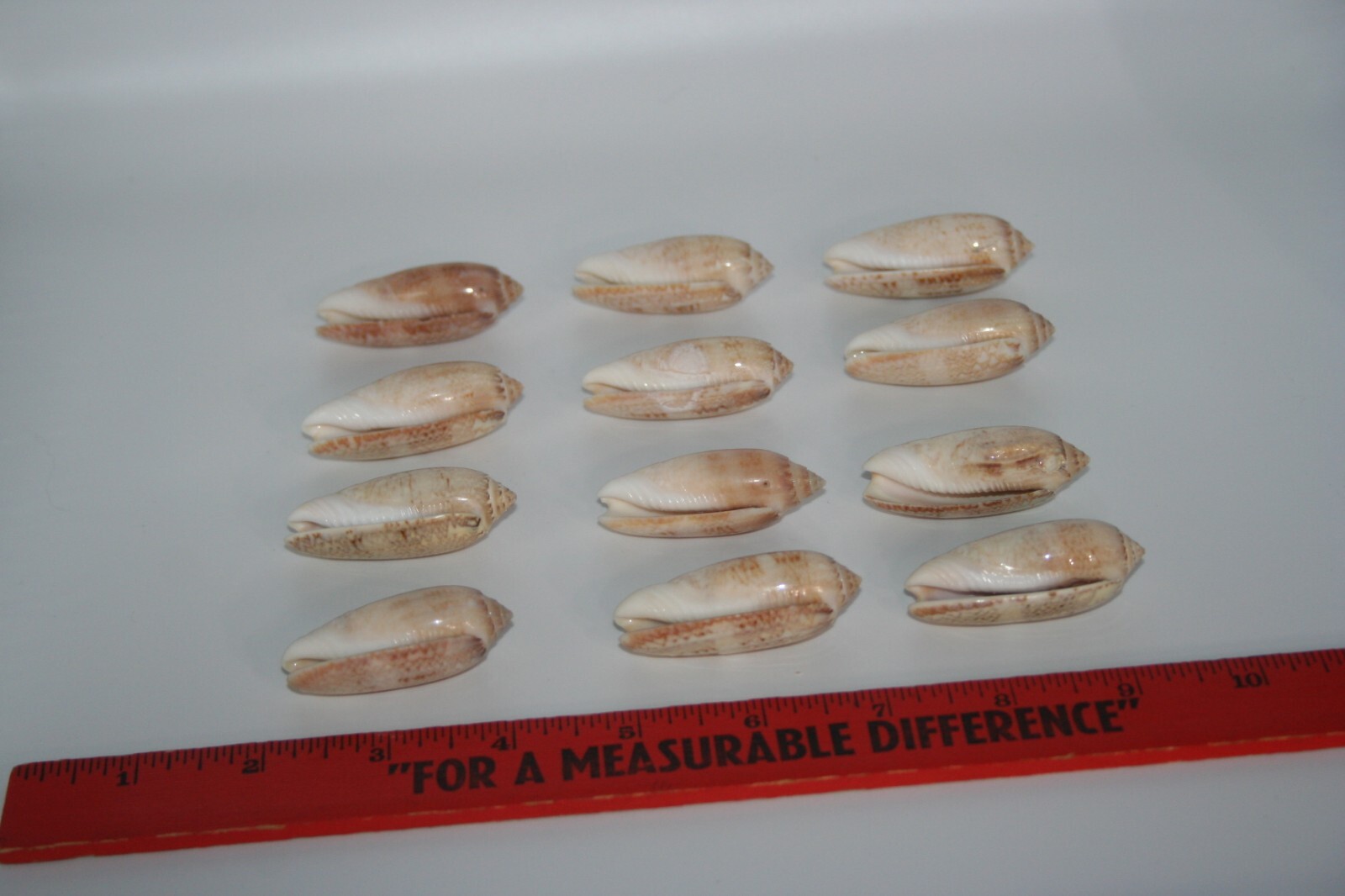 12 Lettered Olive Seashells ~ Home/Event Decor ~ Jewelry ~ Crafts ~ 2 ...