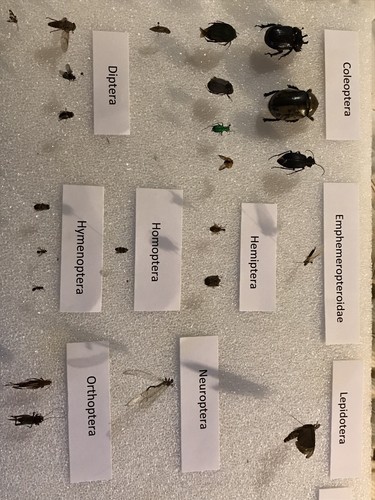 35 Dead Bugs Entomology Class Insect Bug Collection Identified USA ...