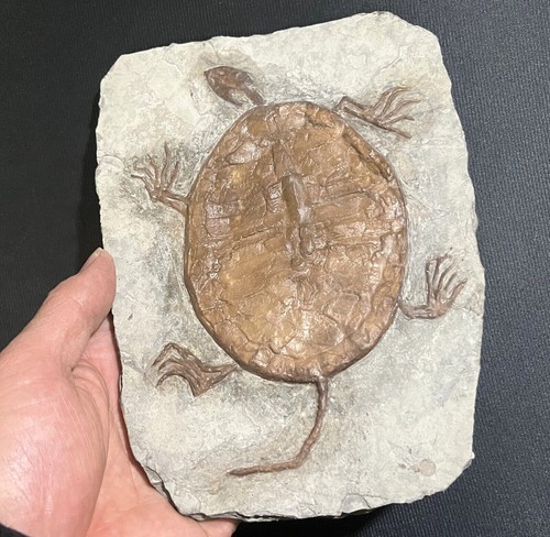 Real Turtle Fossil Rare Chinese Best Triassic Keichousaurus Collection ...