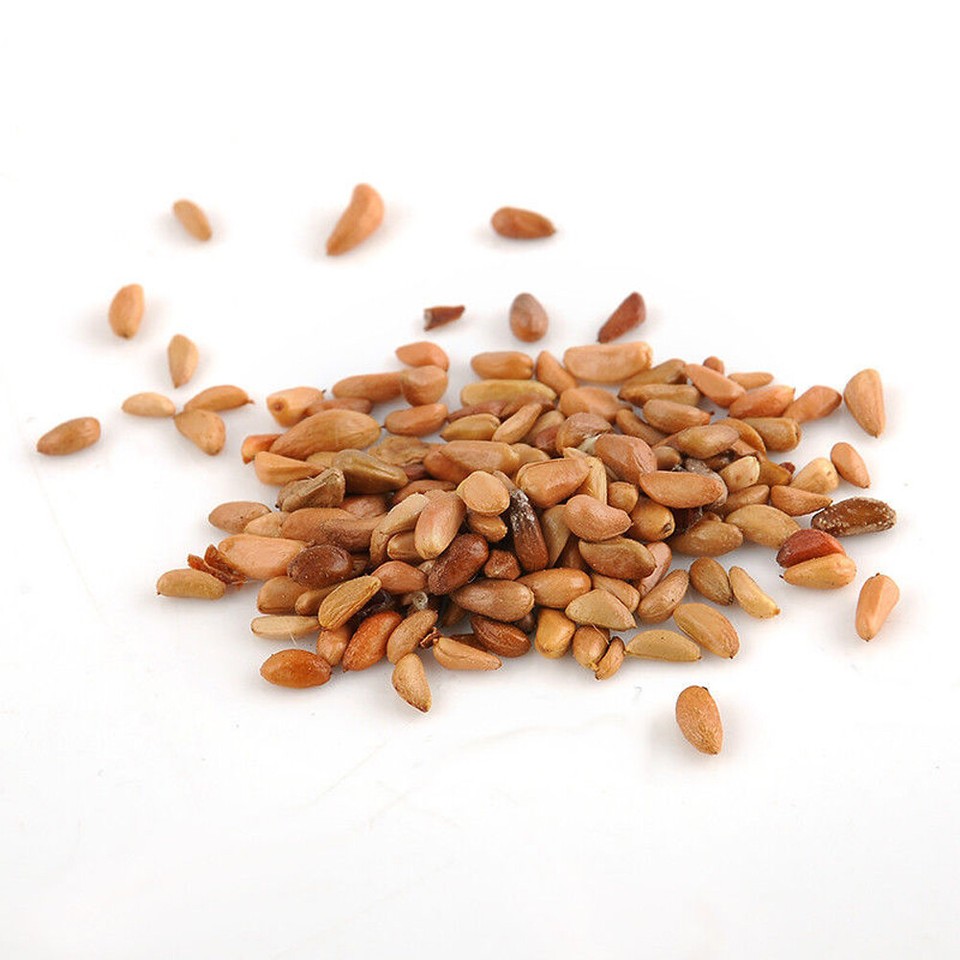 100Pcs Climbing Rose Rosa Multiflora Perennial Fragrant Flower Seeds ...