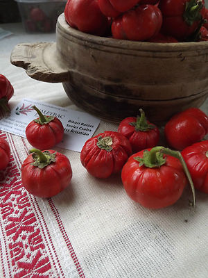 African Aubergine - African Eggplant - 5+ seeds - SPECIAL and FINE! SO ...