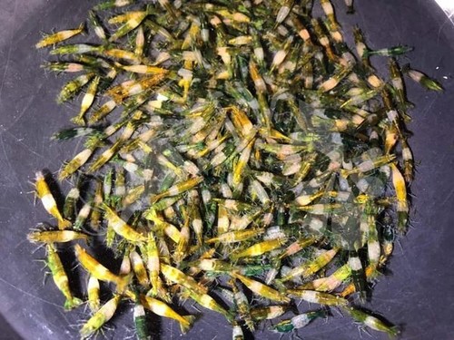 20+2 Green Rili Shrimp - Freshwater Neocaridina Aquarium Shrimp. Live ...