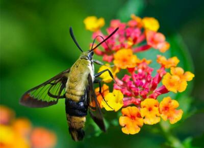 HUMMINGBIRD STRIPED HAWK MOTH GLOSSY POSTER PICTURE PHOTO BANNER insect ...