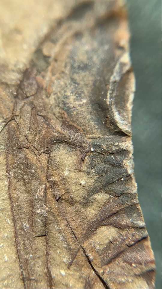Uncommon Cambrian Trilobite - Zacanthoides typicalis From Chisholm ...