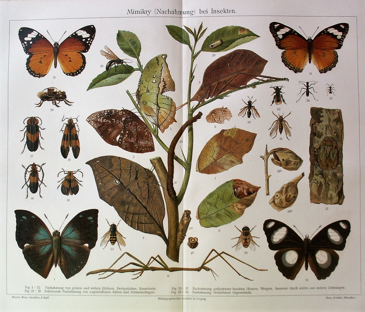 1896 Antique MIMICRY Mimesis INSECTS STARS BOTANICS Lithograph ...