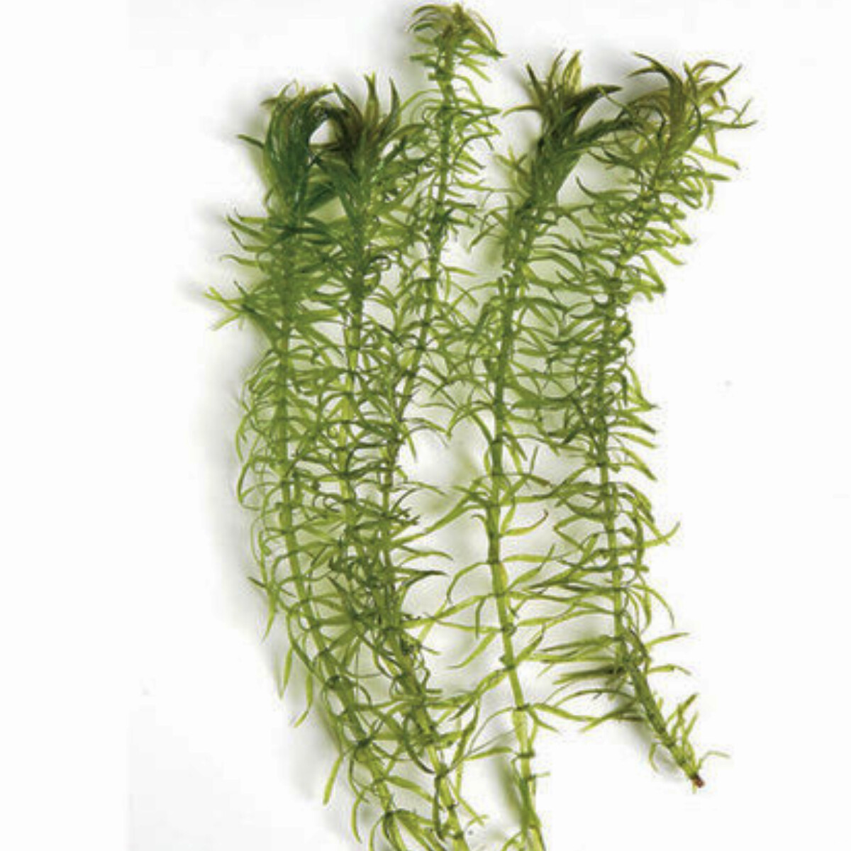 Anacharis BUY 2 GET 1 FREE Aquarium Fish Tank Live Plants Bunch (4-5 ...