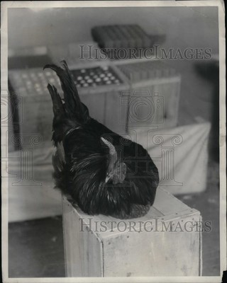 1930 Press Photo Horned Rooster Posing for Picture - nea33218 | eBay