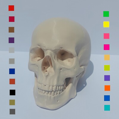 LIFE SIZE ANATOMICALLY CORRECT ADULT HUMAN SKULL MEDICAL MODEL REPLICA ...