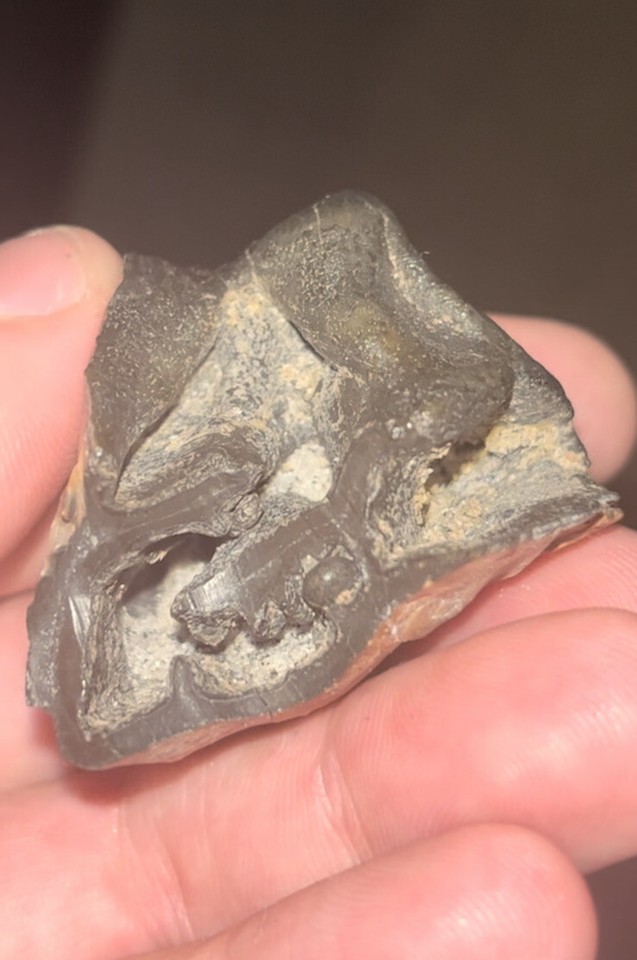 Gomphotherium Tooth Bone Valley Fossil Florida Smilodon RARE *Make ...