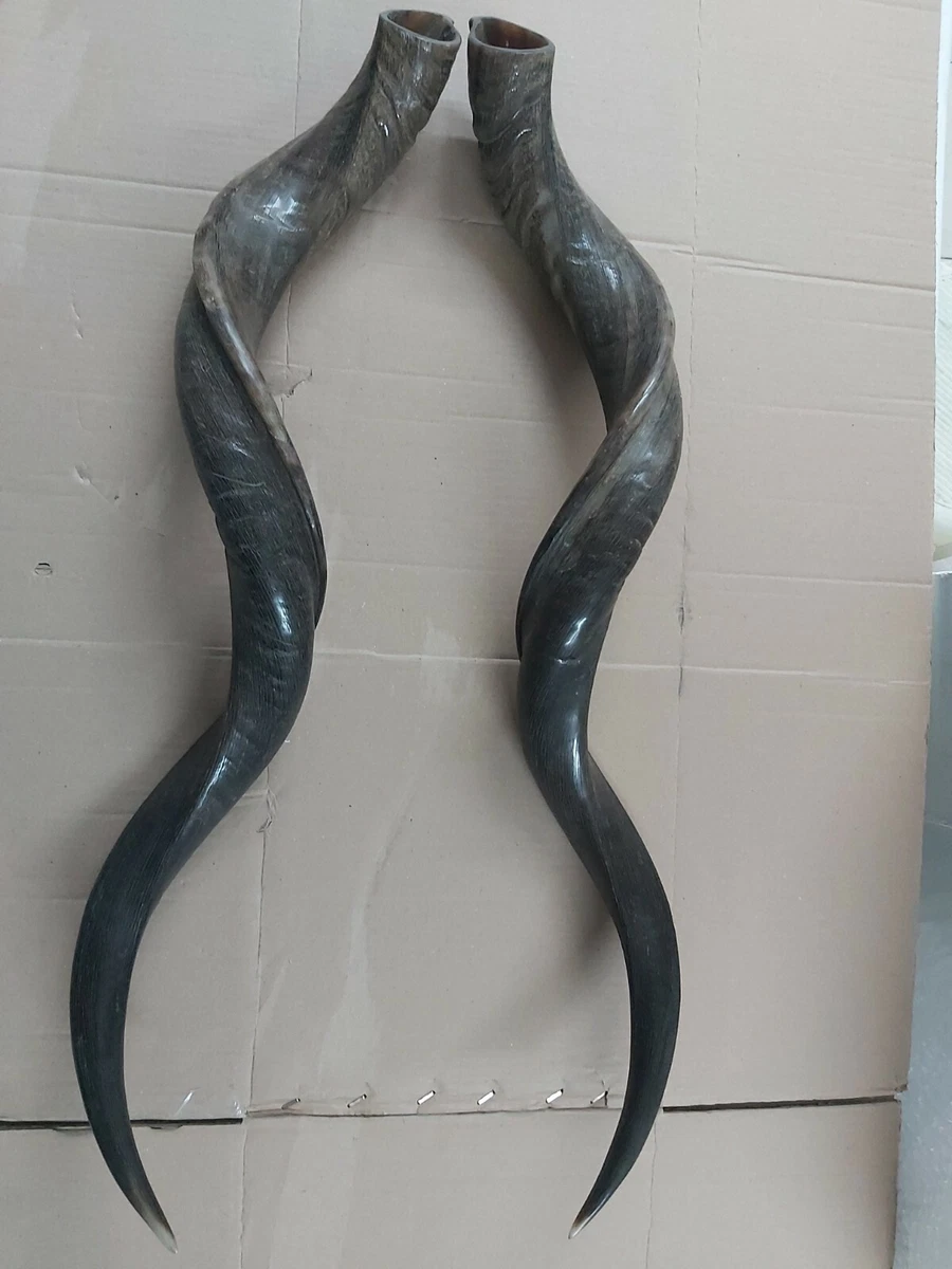 African Kudu Horns