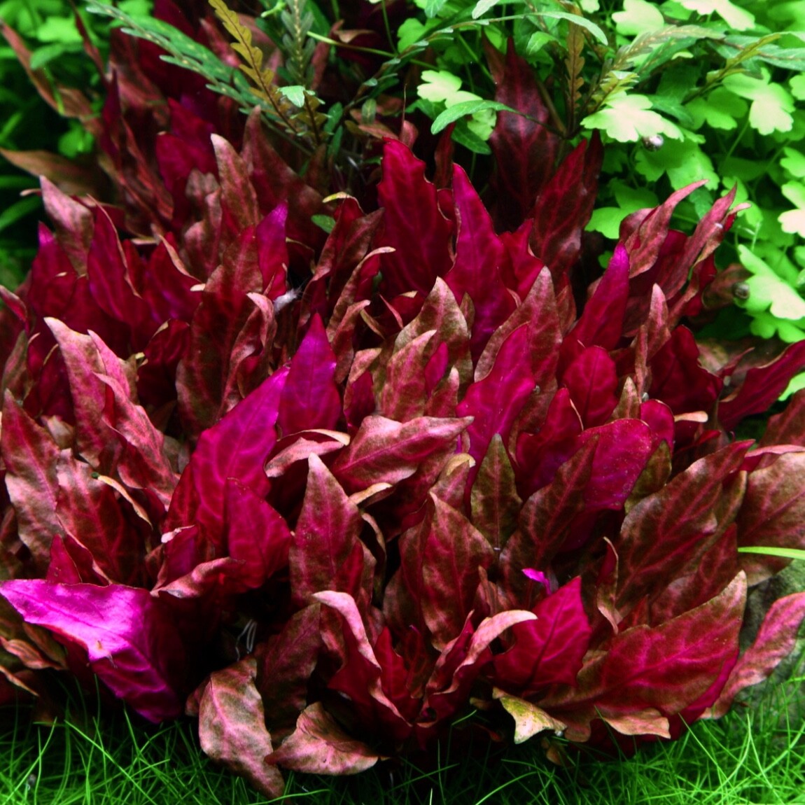 Alternanthera Rosanervig RARE Pink Reineckii BUY2 GET1 FREE Live ...